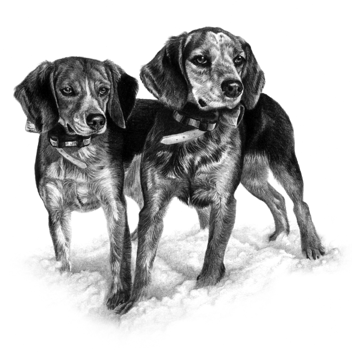 'Beretta & Remington' - Gun Dog Grind Coffee – Amanda Ballengee